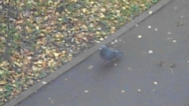 Голубь на дорожке 2654218 DSCN4926