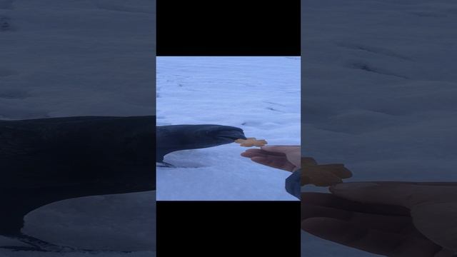 Голодная ворона.mp4