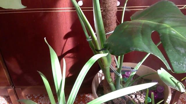 #Монстера уход и полив.