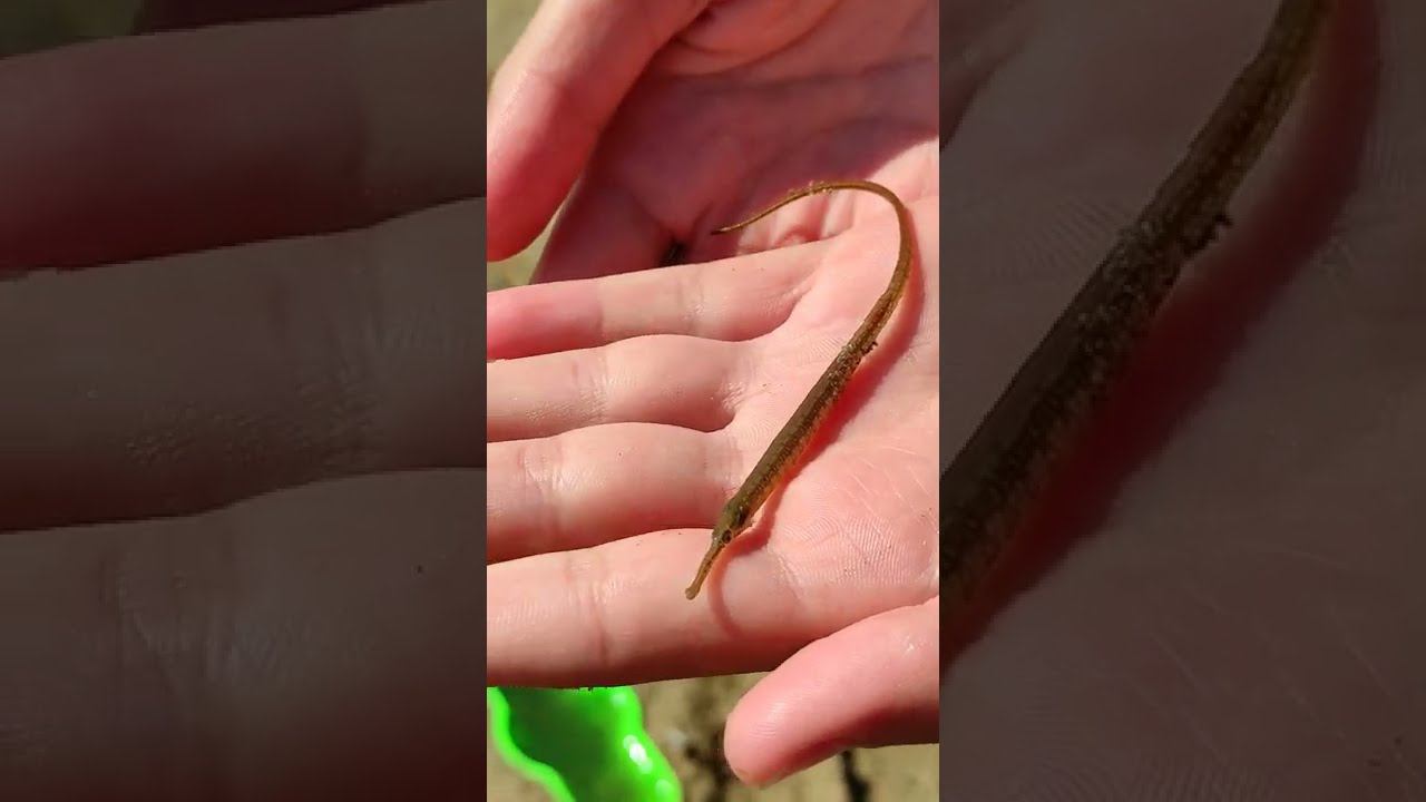 Идеальный папа – Рыба игла