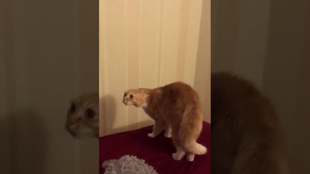 Что это за тварюка???