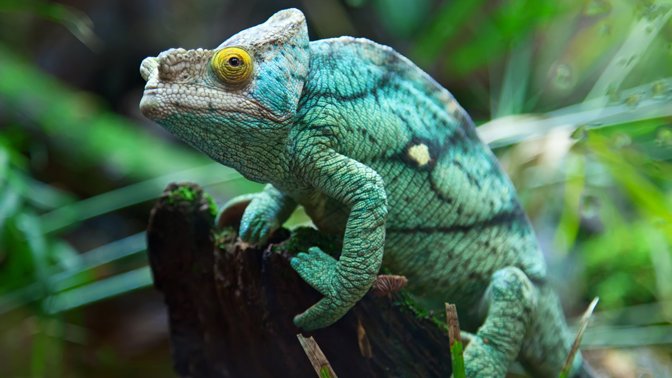 ВЫСТАВКА ЖИВОТНЫХ