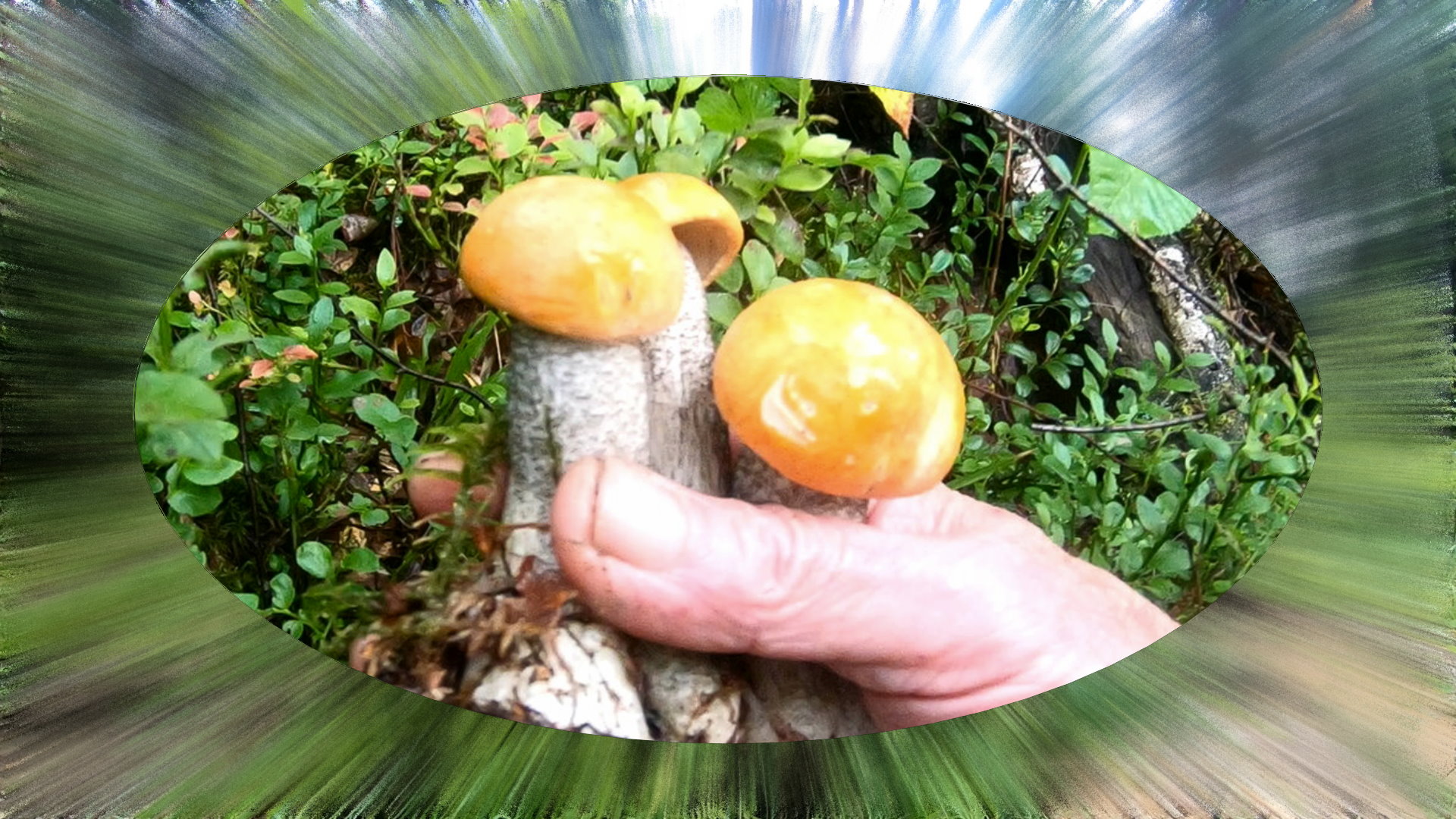 ТИХАЯ ОХОТА. ГРИБЫ. ЛЕТО. ПОДМОСКОВЬЕ.