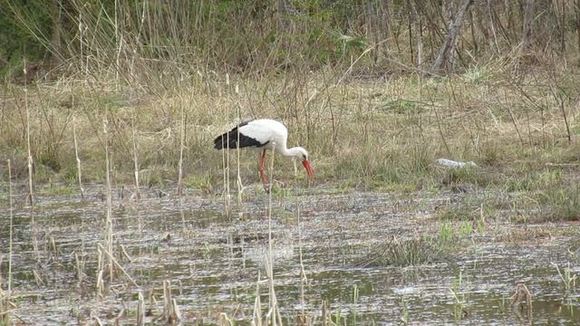 Аисты на охоте