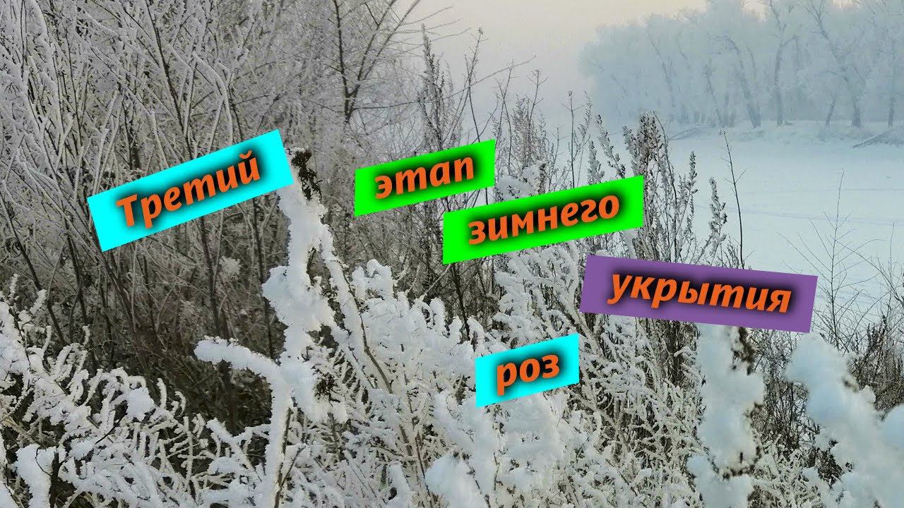 Укрытие роз в Сибири - Третий этап - 2021 год