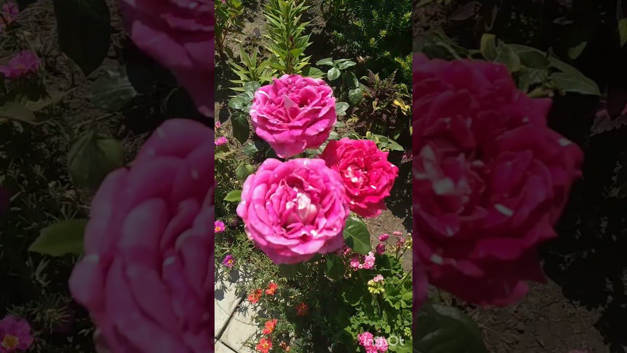 Портулак жары не боится.