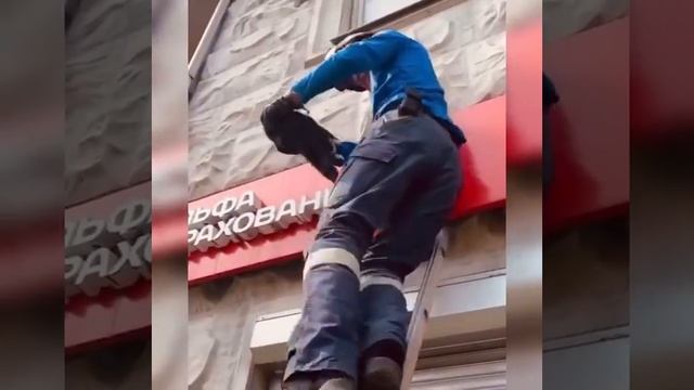 Кошка гуляла по окну, оступилась и угодила в каркас вывески на первом этаже, где  и застряла.