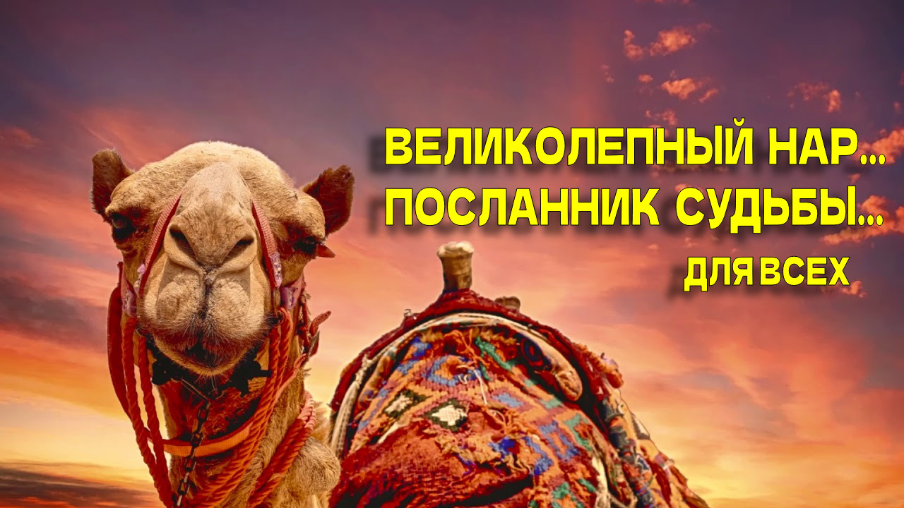 ВЕЛИКОЛЕПНЫЙ НАР…ПОСЛАННИК СУДЬБЫ…ДЛЯ ВСЕХ….