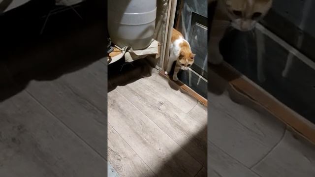 Как в деревне снять фильм ужасов. Просто. Котучужератор часть первая.