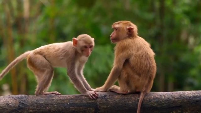 День животных.mp4