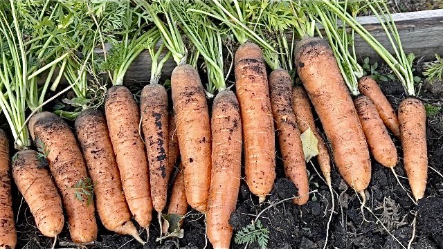 Убираю морковь. Огород опустел.