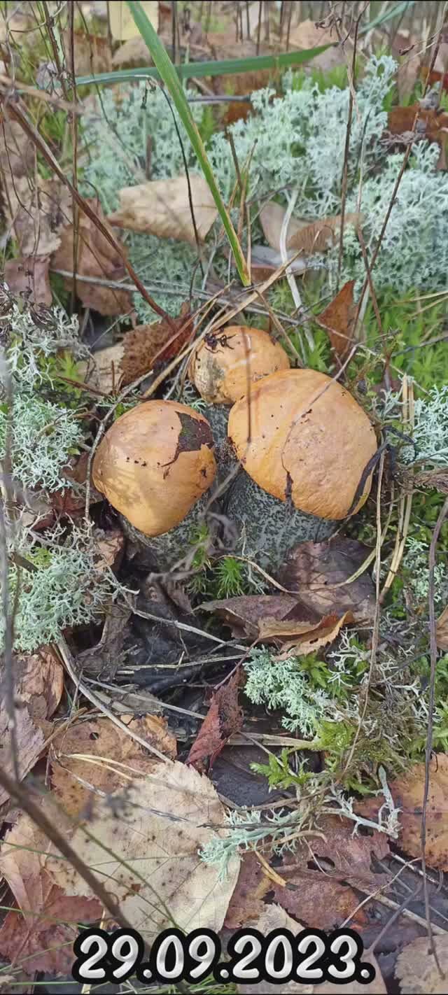 29.09.2023. Остатки сладки