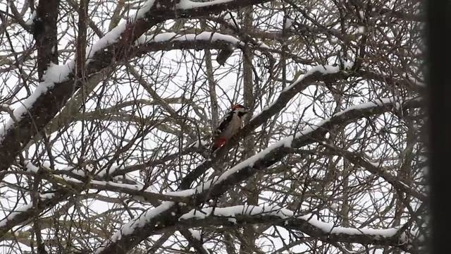 Крым снег и дятел