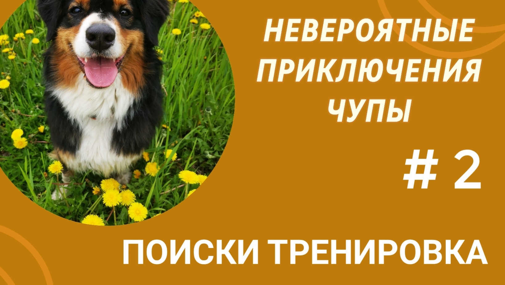 НЕВЕРОЯТНЫЕ ПРИКЛЮЧЕНИЯ ЧУПЫ. ПОИСКИ ТРЕНИРОВКА. #2.