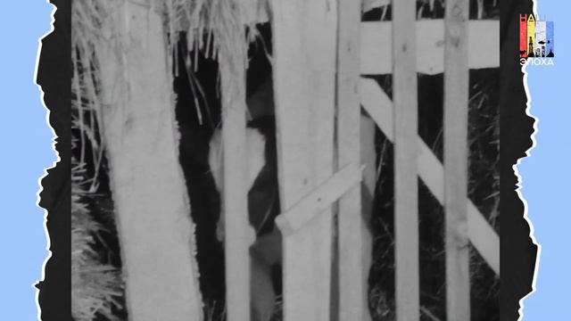 Наша эпоха. 4 серия. "Сибирский стол".