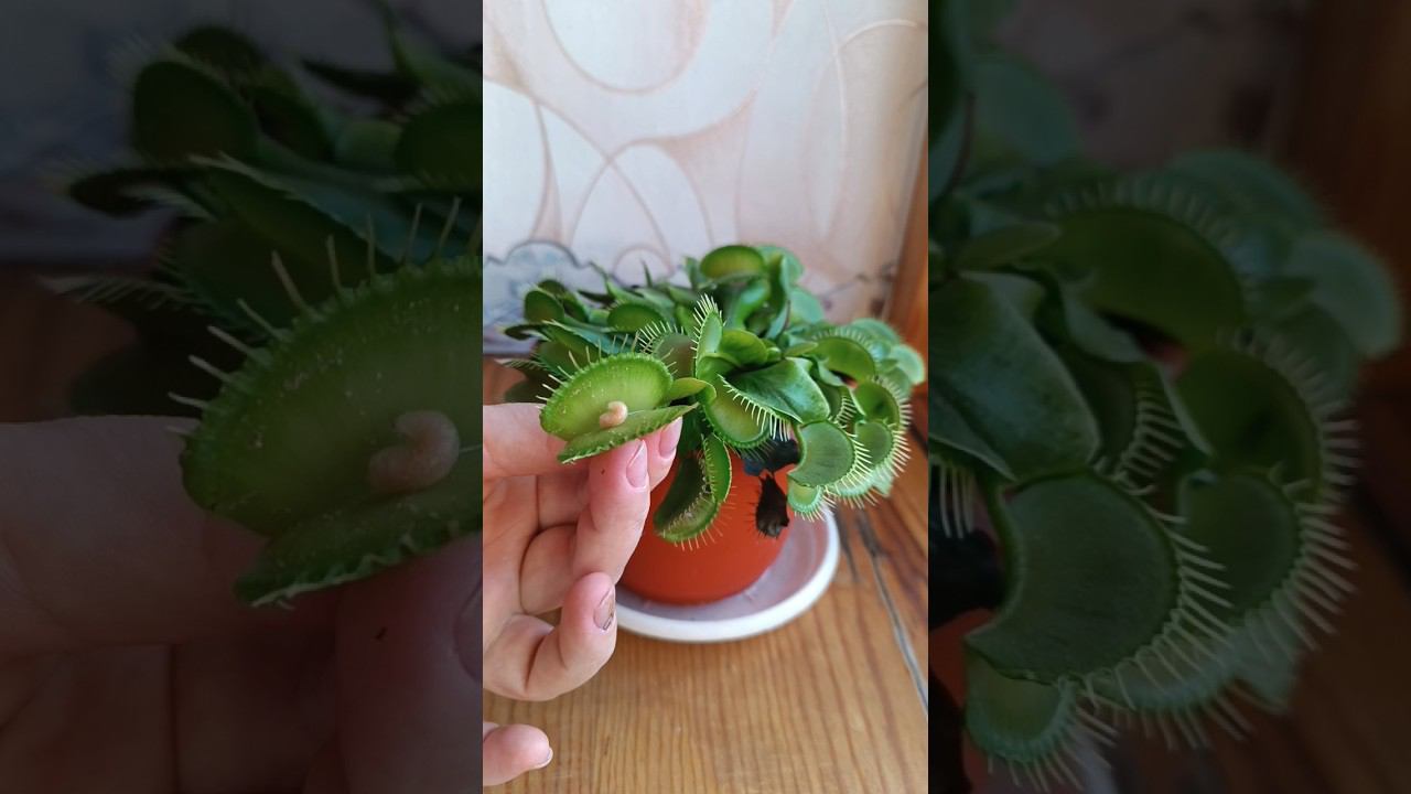 Дионея кушает, венерина мухоловка ест. #мухоловка