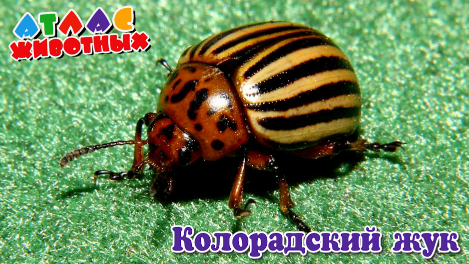 Жук колорадский Атлас Животных