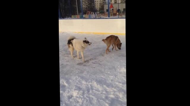 Утренние субботние гульки...
Ганька, Денька и Неська...