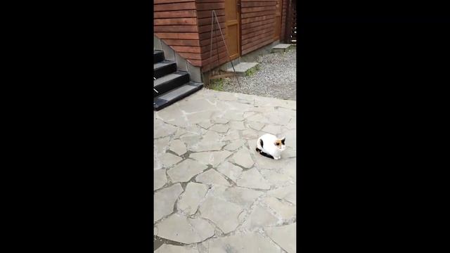 Отдых в Армхи - туман в горах и возвращение домой (с вкусным перекусом в аэропорту)