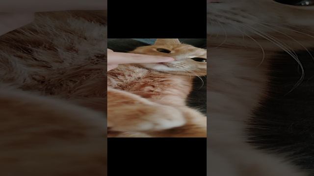 ЧТО С МАРКИЗОМ? 💀