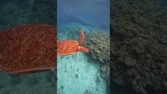 Свободное парение под водой.
