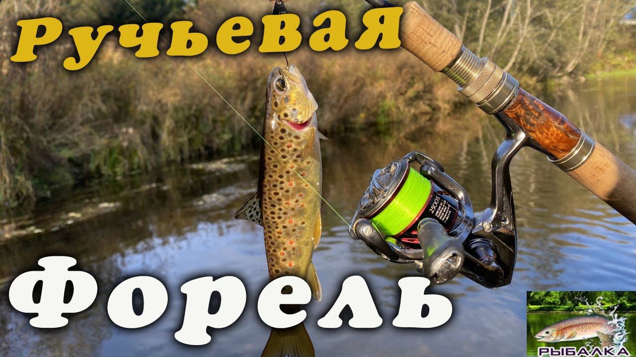 Ручьевая форель. Рыбалка в Ленинградской области. Октябрь 2021.