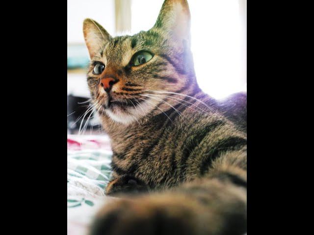 Кошка любит сушки