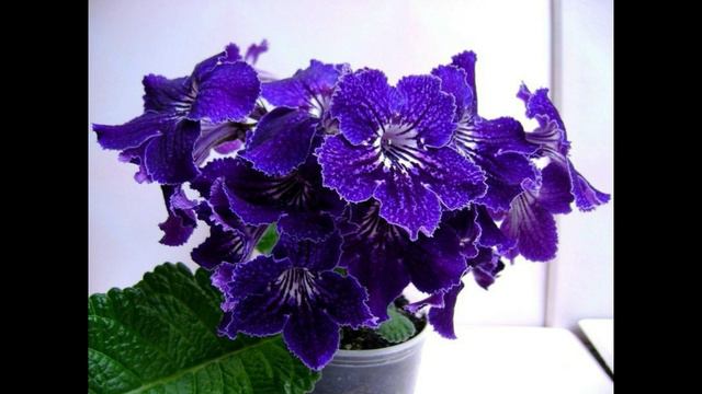 Стрептокарпус- ДОМАШНИЙ ЦВЕТОК
