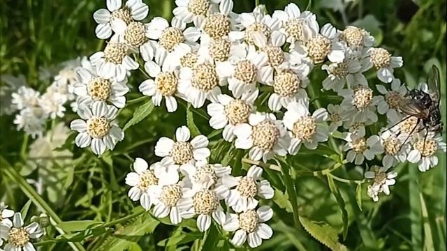 Природа острова на Волге.mp4