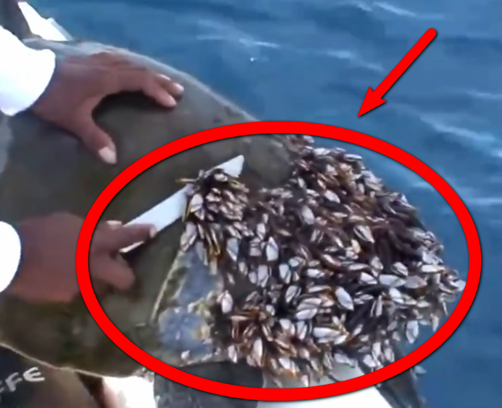 Большую черепаху чуть не съели паразиты