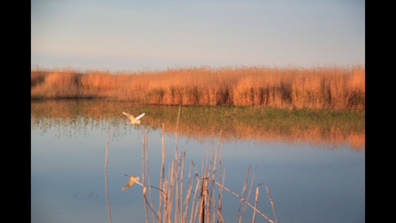 Ба Цзы 1. Часть 1. Построение карты. Небесные стволы. Земные ветви. Вебинар