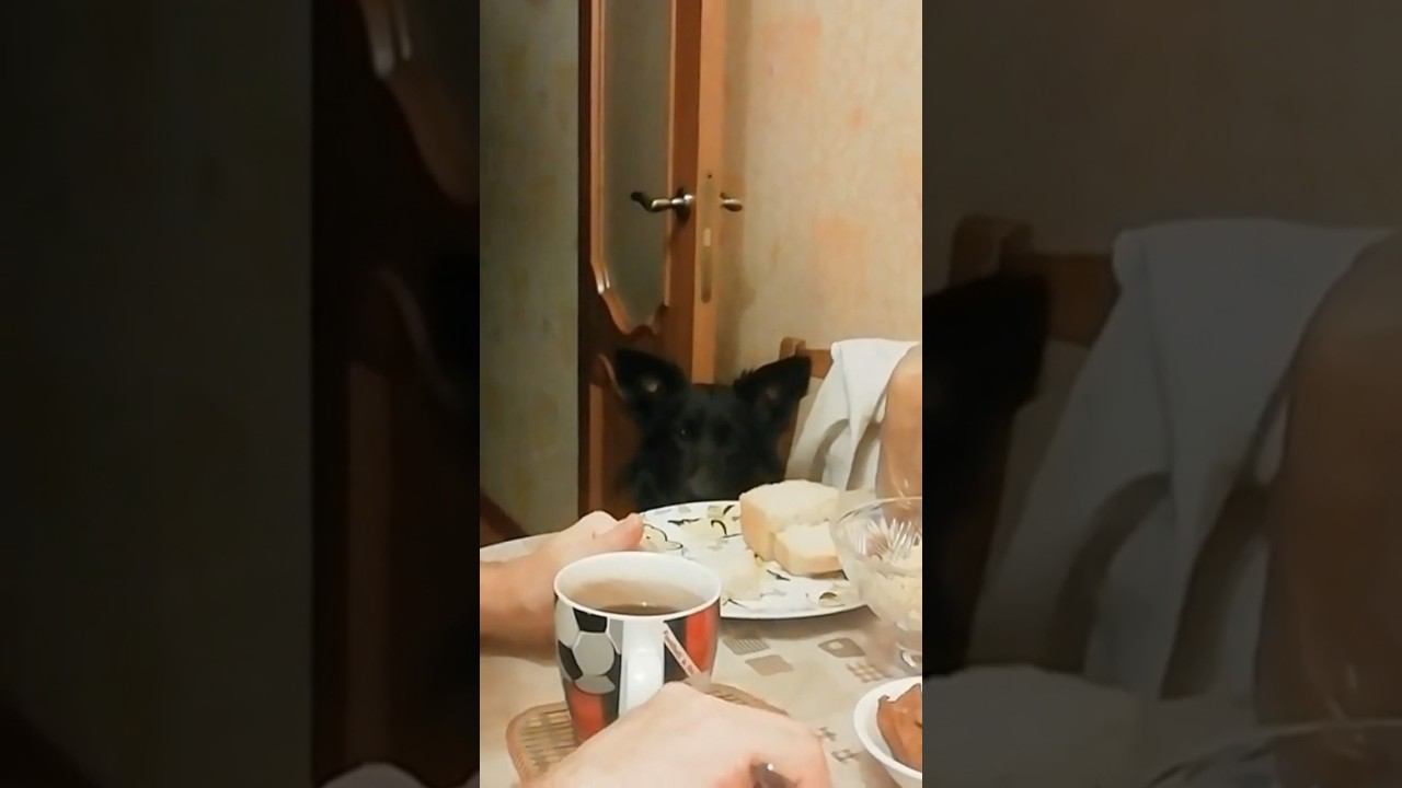 Контролирующий орган😅😁