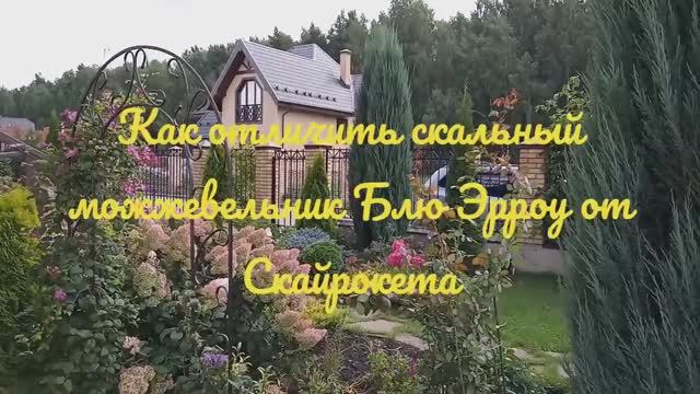 Как отличить скальный можжевельник Блю Эрроу от Скайрокета