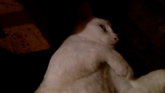 ТИШКЕ ПОРА САДИТЬСЯ НА ДИЕТУ