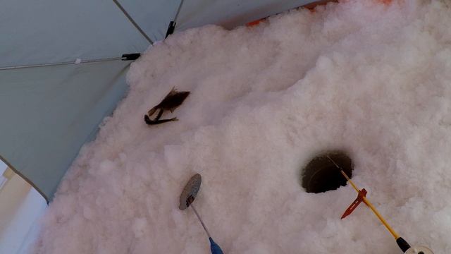 Канава за Подостровом ( Кумбыш)20.03.2022..Зимняя рыбалка на Северной Двине.