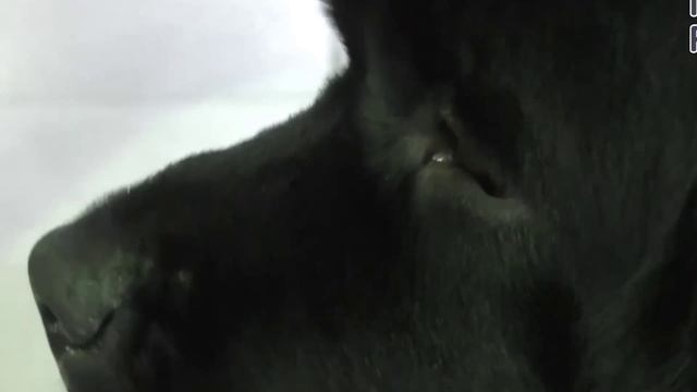 Причины одышки у собаки