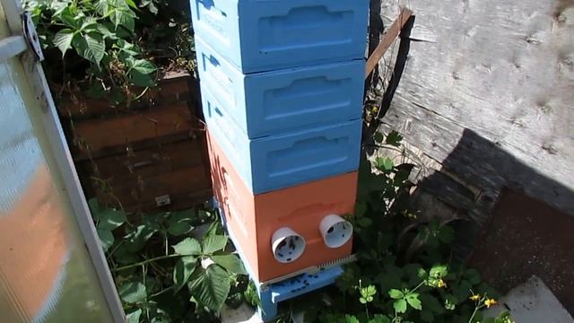 26 июня 2022 год - отсаживаю плодную матку в отводок из 6 рамочного улья и вывожу маток - часть 2