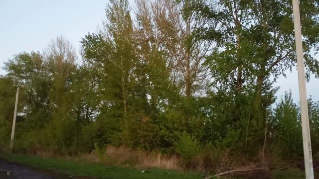 Соловьи поют на деревьях у нас в гаражах. Даже они знают какое это хорошее место