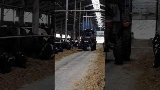 Съедено будет всё) А вы пододвигаете корм коровам