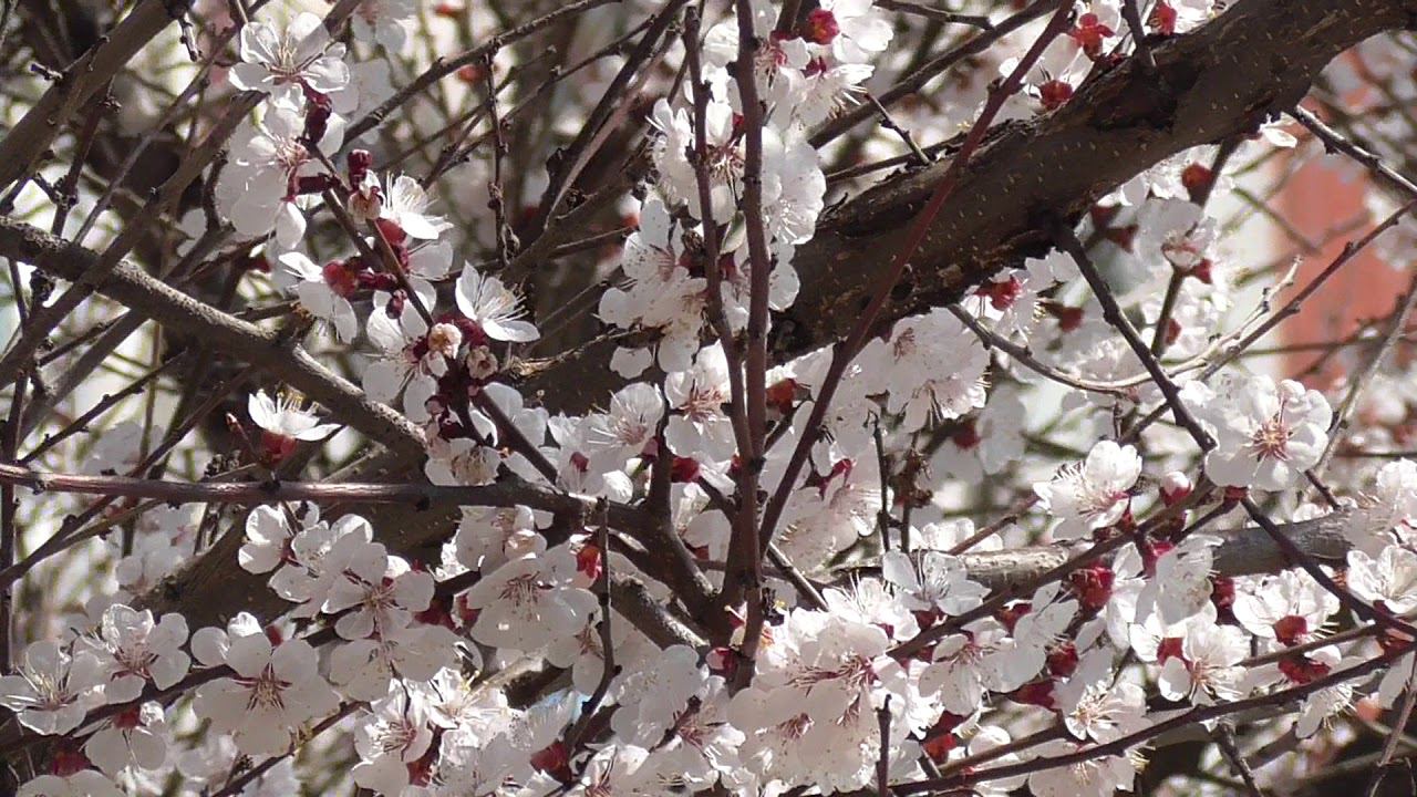 Весна 06.04.2019