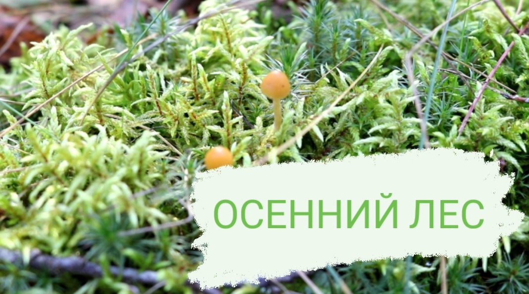 ОСЕННИЙ ЛЕС.18.10.2022г.