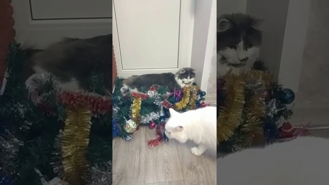 С Новым Годом от котика!