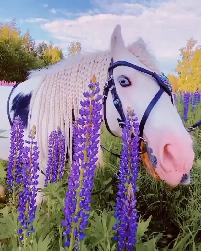 Пение Птиц , Шум Ручья , Цветы . Релакс . Красота Божьего мира ...