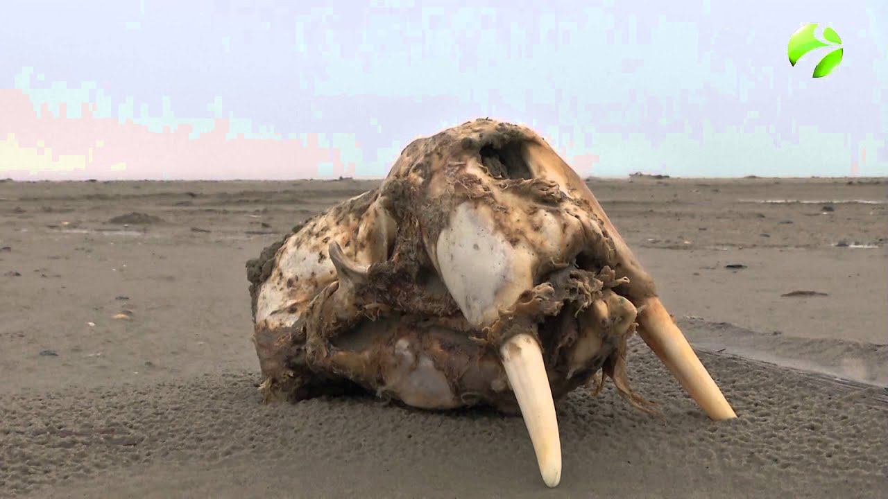 Полярные истории: "Остров Надежды" Часть 1