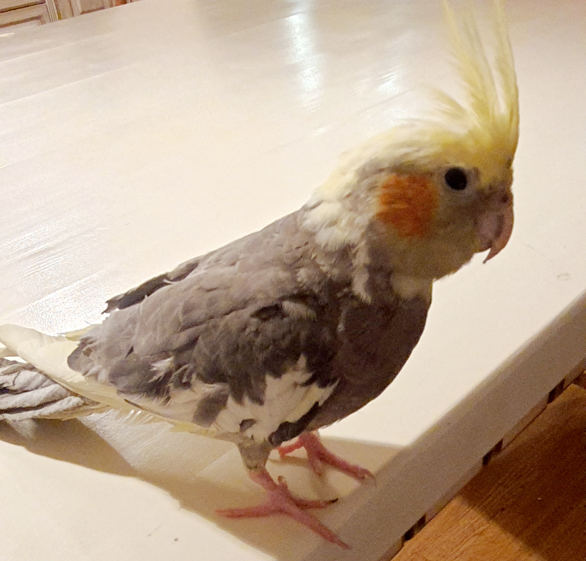 Попугай корелла напевает мелодию из фильма "Приключения Шурика" и разговаривает