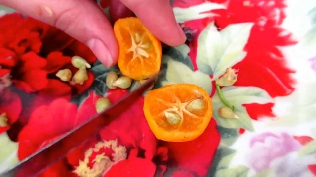 Каламондин (цитрофортунелла) декоративный и полезный. Kalamondin decorative and useful.mp4