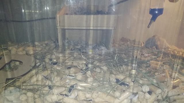 Аркадий хотел погрызть деревяшку, но передумал