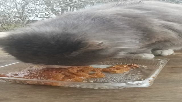 все хотят есть