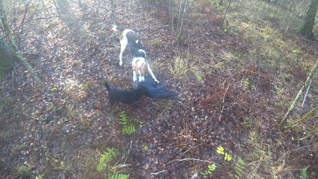 ОХОТА НА УТОК/ДВА СЕЛЕЗНЯ