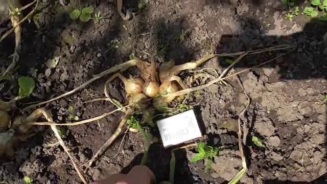 Лук-шалот: супер или развод ?